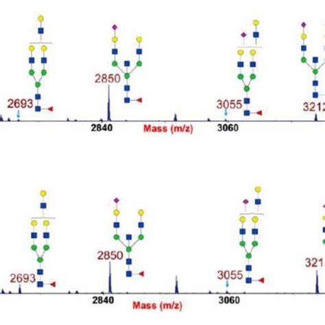 Annotated Maldi Tof Ms Spectra Of Permethylated N Glycans A And Download Scientific Diagram