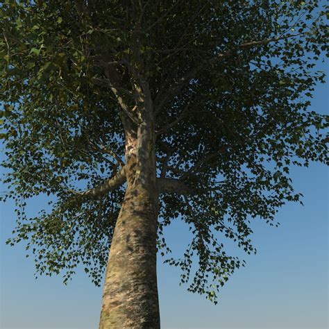 Platanus Tree Bark 3d Max