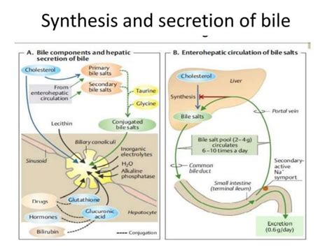 Function Of Liver And Effect Of Bile For Digestion Of Fat Ppt