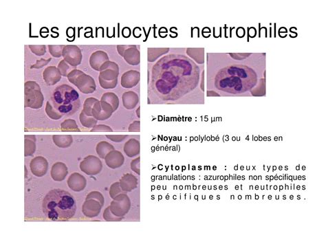 Granulocytes Types