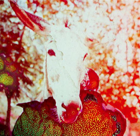 Fractures Chimiques — Charles Andre Coderre