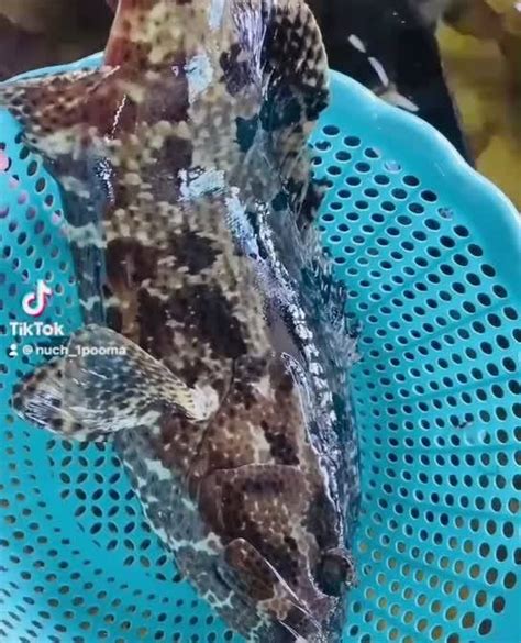 ปลาทะเลเป็นๆ ปลาเก๋ามุก ปลาเก๋าดำ ปลากระเบนจุดฟ้า ปลาบู่ แมงดา ปูม้า มีให้เลือกเยอะแยะ หลากหลาย