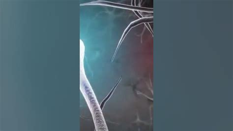 Synapses Neurons Synaptic Celft Royalty Free Footage Youtube