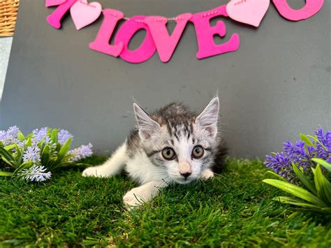 코리안숏헤어 실버 아메리칸코카스파니엘 꼬동 오드아이고양이 가필드고양이 그레이트피레니즈 말티푸성격 아기강아지 다리짧은강아지 다리짧은고양이 말티즈성격 삽살개분양 반려묘 큰개종류