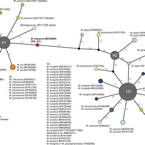 Statistical Parsimony Network Showing The Phylogenetic Relationships
