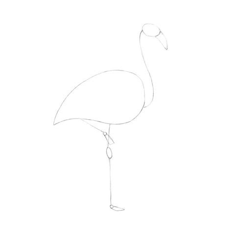 How To Draw A Flamingo Envato Tuts