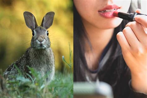 La Industria De Cosmética Sin Crueldad Animal