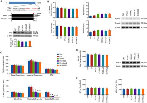 The Effects Of C Tail Truncation On The Toxicity Of Rho Overexpression
