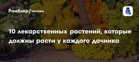 10 лекарственных растений которые должны расти у каждого дачника Рамблер здоровье