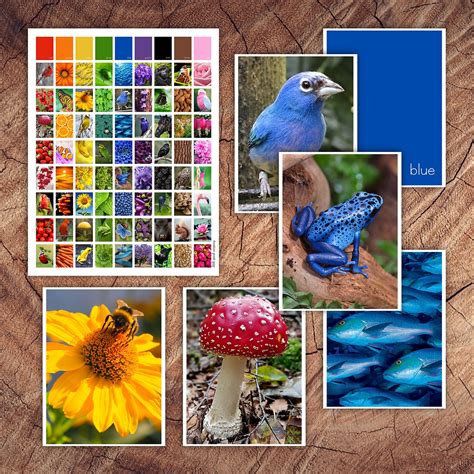 Colours In Nature Colour Sorting Set Little Spark Company