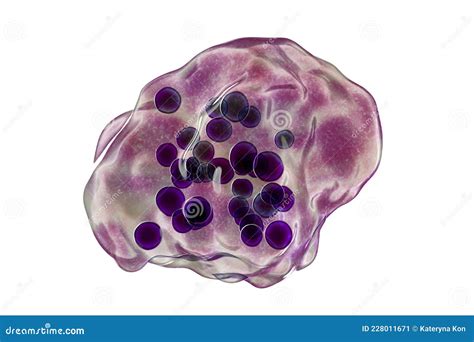 Giant Multinucleated Cells Stock Illustration