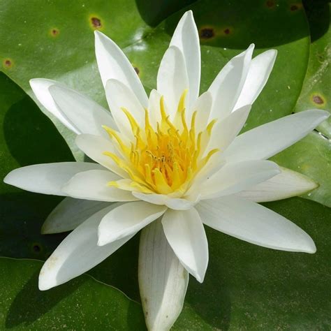 Nymphaea Alba