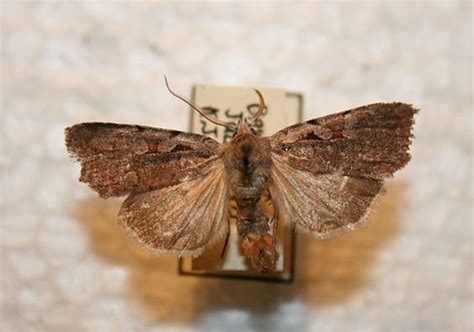 The Best Ronaldo Moth Jokes As Insects Invade Euro 2016 Final
