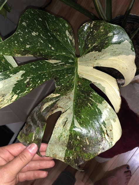 Rare Variegated Monstera Deliciosa Thai Constellation - vrogue.co