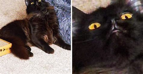 Peats First Catnip High Album On Imgur