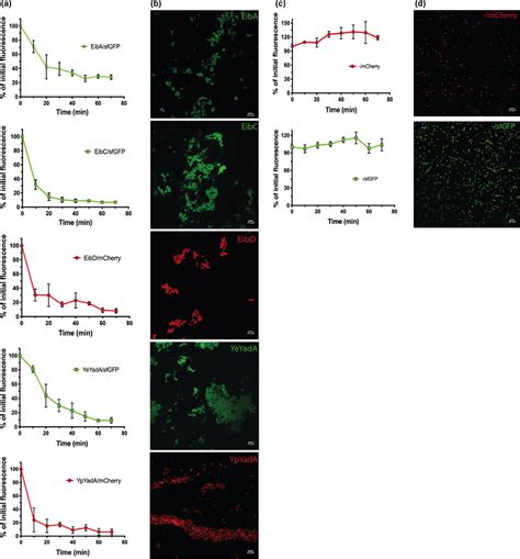 Model Taas Promote Autoaggregation A Sedimentation Assays Download Scientific Diagram