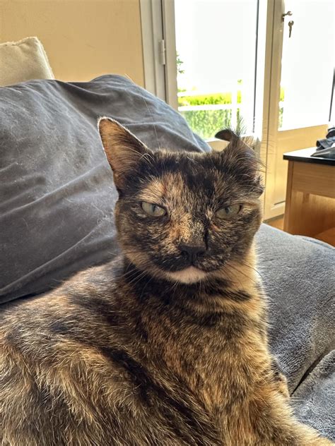 Rose woke up a little surprised : r/torties