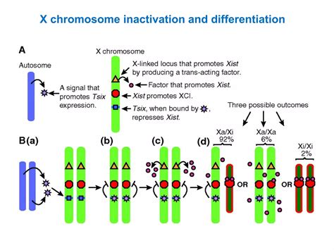 X Chromosome Inactivation Pptx