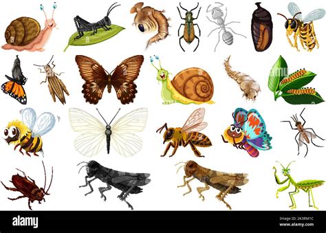different kinds of insects collection illustration stock vector image