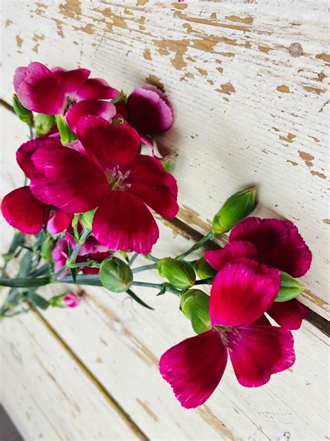 Tros Anjer Dianthus Solomio Sem Fel Rose Fuchsia Per Steel Liliverde