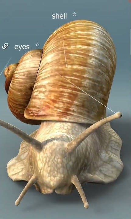 Snail 🐌shellanatomystructurelabelledstructure In 2025 Snail Sea Snail Shells Snail 🐌shellanatomystructurelabelledstructure In 2025 Snail Sea Snail Shells