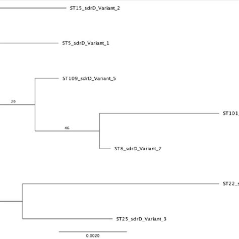 maximum likelihood tree based on the concatenated mlst alleles