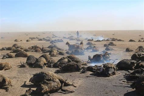 Ноднин ой хээрийн 137 түймэр гарчээ