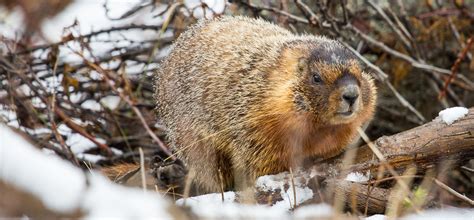 Yellow Bellied Marmot Yellowstone National Park Us National Park Service