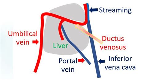 Fetal And Transitional Circulation All About Cardiovascular System And Disorders