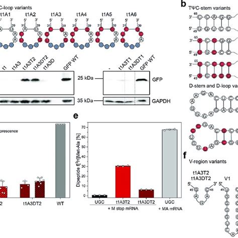 Nonsense Suppressor Trna Design Fixed Nucleotides In The Design Alars Download Scientific