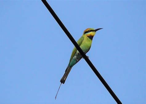 Rainbow Bee Eater Birdforum