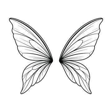 Butterfly Wing Drawing Outline