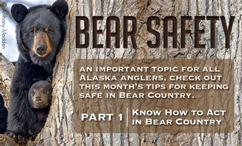 Bear Safety Fish Alaska Magazine