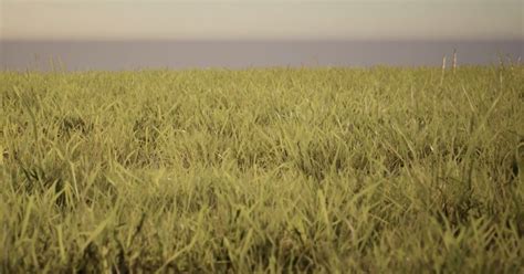 Realistic 3d Grass Material Set Up In Unreal Engine 5