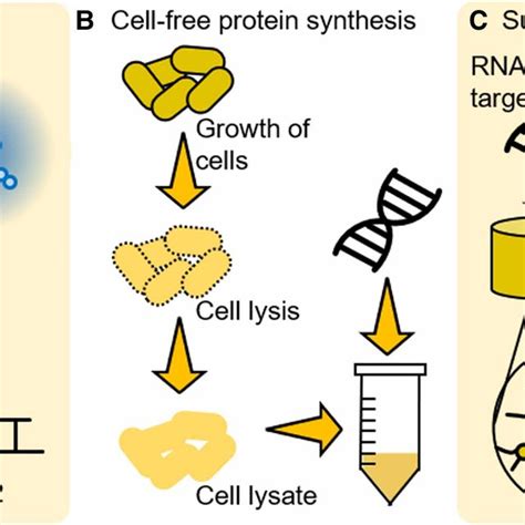 Cell Free Synthetic Gene Circuits Download Scientific Diagram