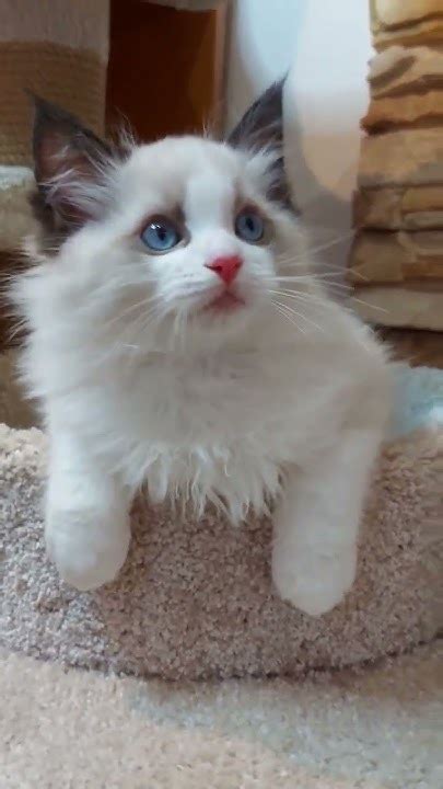 рэгдолл кошка рэгдолл регдолл Plushdollru Ragdoll котята котики кошка коты