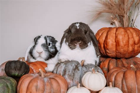 Антибиотики для кроликов - Rabbit Friendly