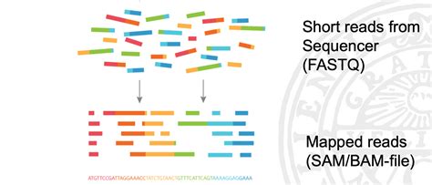 The Analysis Workflow 2 Fastq To Sam Bam By 江雨柔 Intern In Nhri
