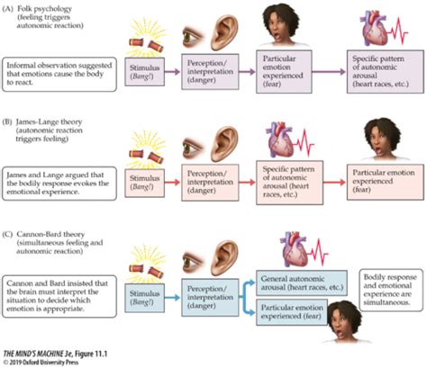 Chapter 11 Emotions Agression Stress Flashcards Quizlet