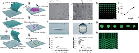 Surface Wettability Guided Assembly Of Microgel Arrays A Schematics
