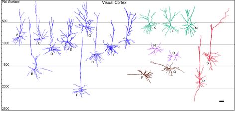 Sample Neurolucida Tracings Of Spiny Neurons In The Giraffe Primary Download Scientific Diagram