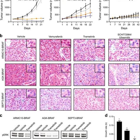 Characterization Of Braf Fusions Identified In Targeted Rna Sequencing