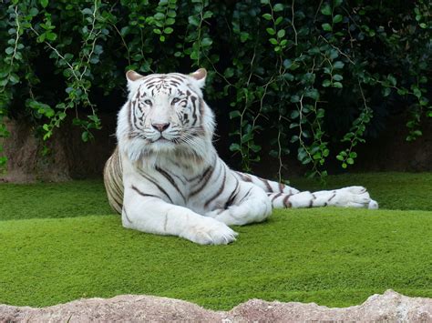 Tigre Blanco Cómo Es Dónde Vive Alimentación Y Reproducción