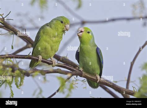 Pacific Parrotlet Forpus Coelestis Ecuador South America Stock