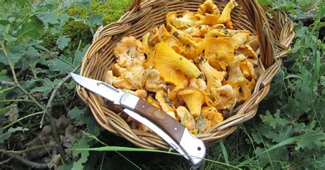 Colmenilla Guía Definitiva De La Seta Gourmet De Primavera