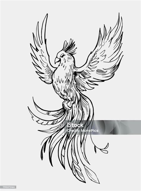 요정 새 피닉스 파이어 인쇄 문신 스케치에 적합합니다 투명한 배경을 가진 윤곽선입니다 벡터로 변환된 손으로 그린 그림 불사조에 대한 스톡 벡터 아트 및 기타 이미지 Istock