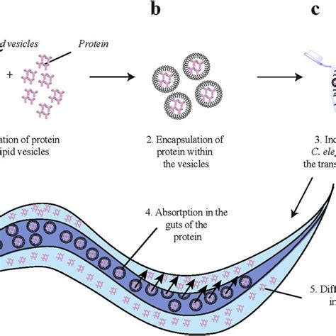 Schematic Description Of The Transduction Protocol A D Illustration
