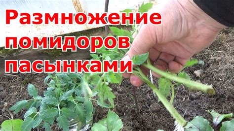 Размножение томатов пасынками, или как бесплатно увеличить количество ...
