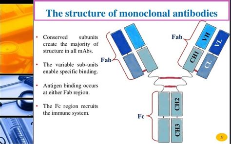 Post Translational Modification Of Monoclonal Antibodies