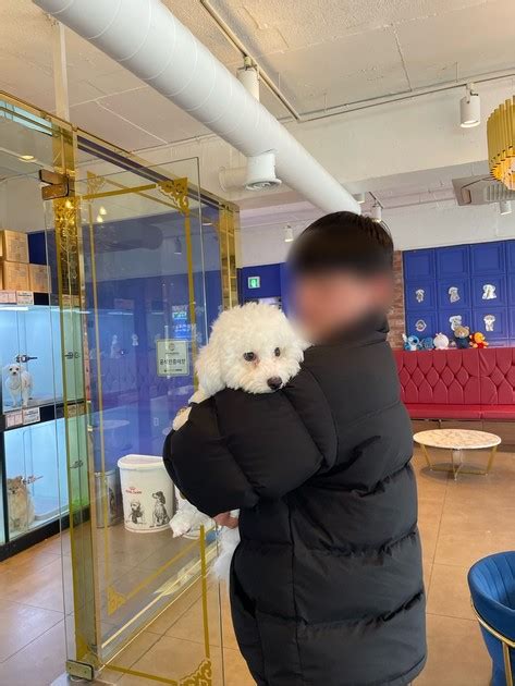 비숑프리제 하루 닥스훈트무료입양사이트 도베르만무료입양사이트 말티치무료입양사이트 말티폼무료입양사이트 보더콜리무료입양사이트 프렌치불독무료입양사이트 빠삐용무료입양사이트 파피용무료